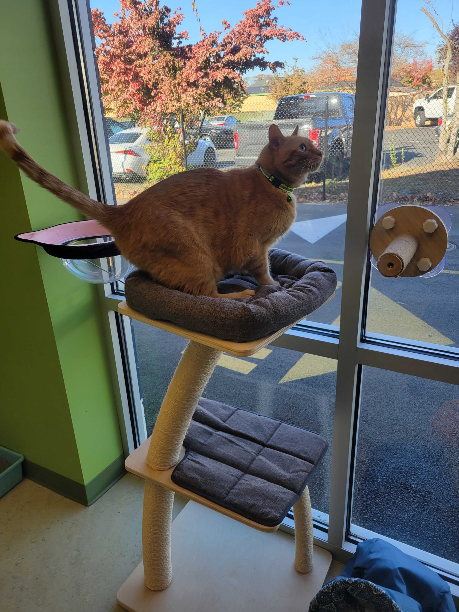 Cat Boarding – Pet Resort in Fairfax, VA
